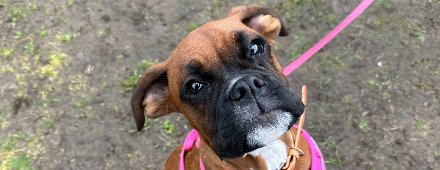 Puppy Classes - Colchester – Mersea Mutts Ltd